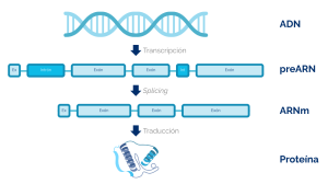 Variantes de splicing: pequeños fallos en la edición genética que ...
